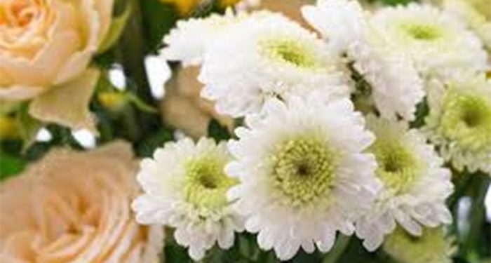 Giáo án mầm non: Nhận biết phân biệt hoa hồng - hoa cúc - Tin Tức Giáo ...